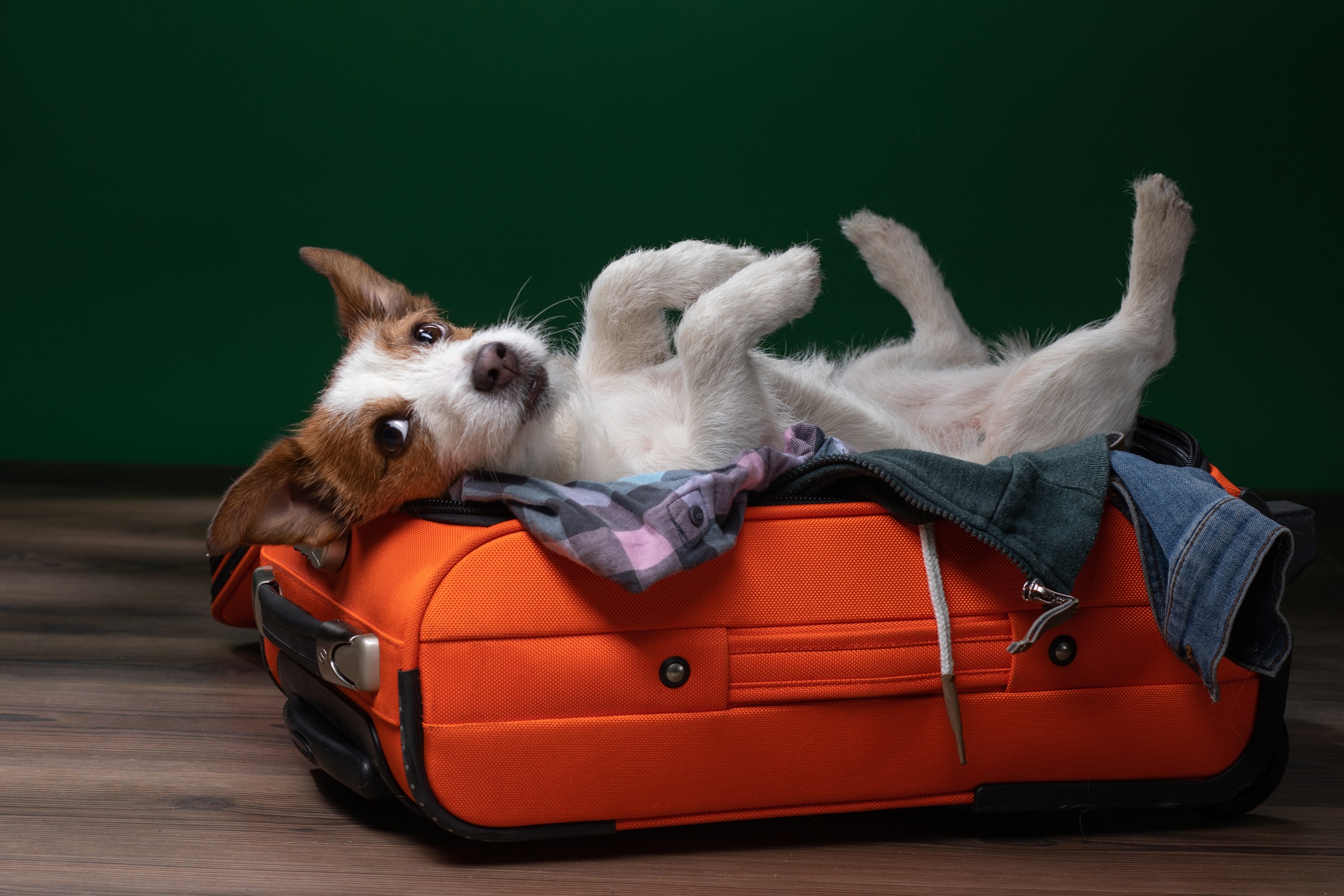Pet-Friendly Vacation Packages: Ultimate Guide | Pet-Friendly Hotel Locator Pet-Friendly Vacation Packages: Ultimate Guide | Pet-Friendly Hotel Locator